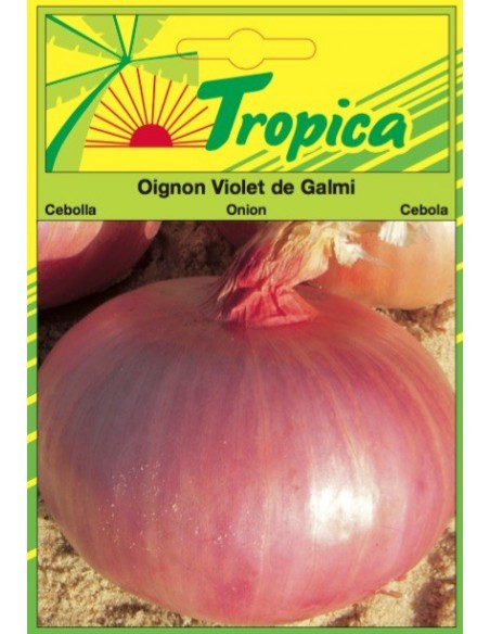 Graines d'Oignon Violet de Galmi - Tropica