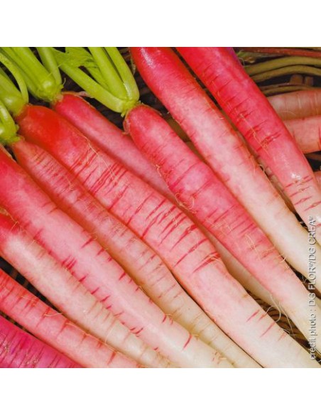 Graines de Radis Rave Rose de Pâques - Fourche & Compagnie