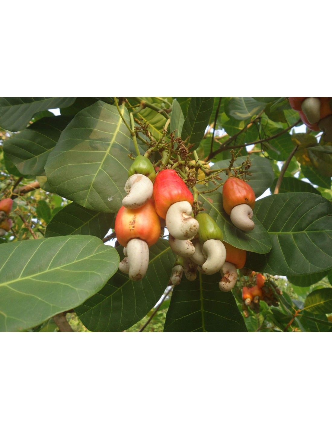 Anacardier - 20 Litres