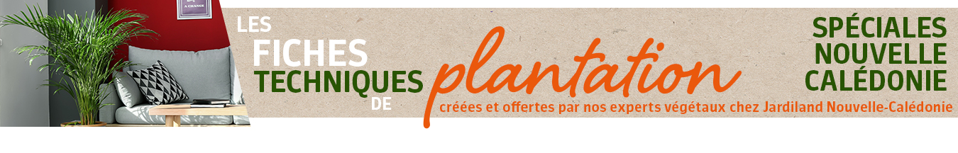 Végétaux extérieurs - Palmier multipliant - Fiche de plantation ...