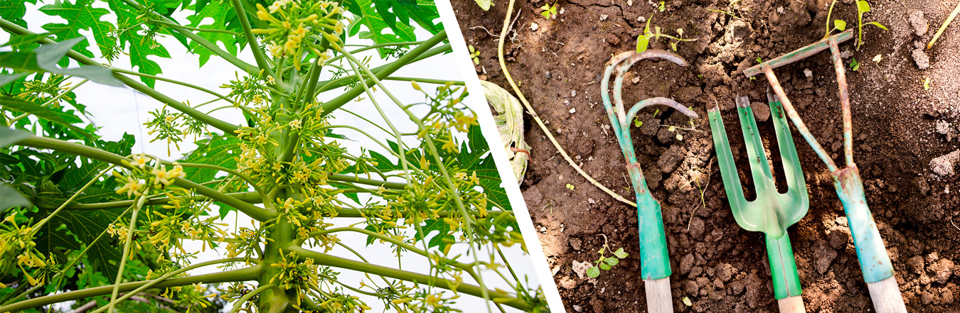 Fruitiers - Papayer - Fiche de plantation calédonienne