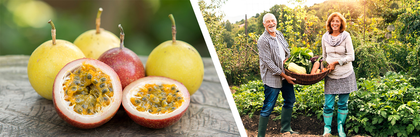 Fruitiers - Pomme Liane - Fiche de plantation calédonienne