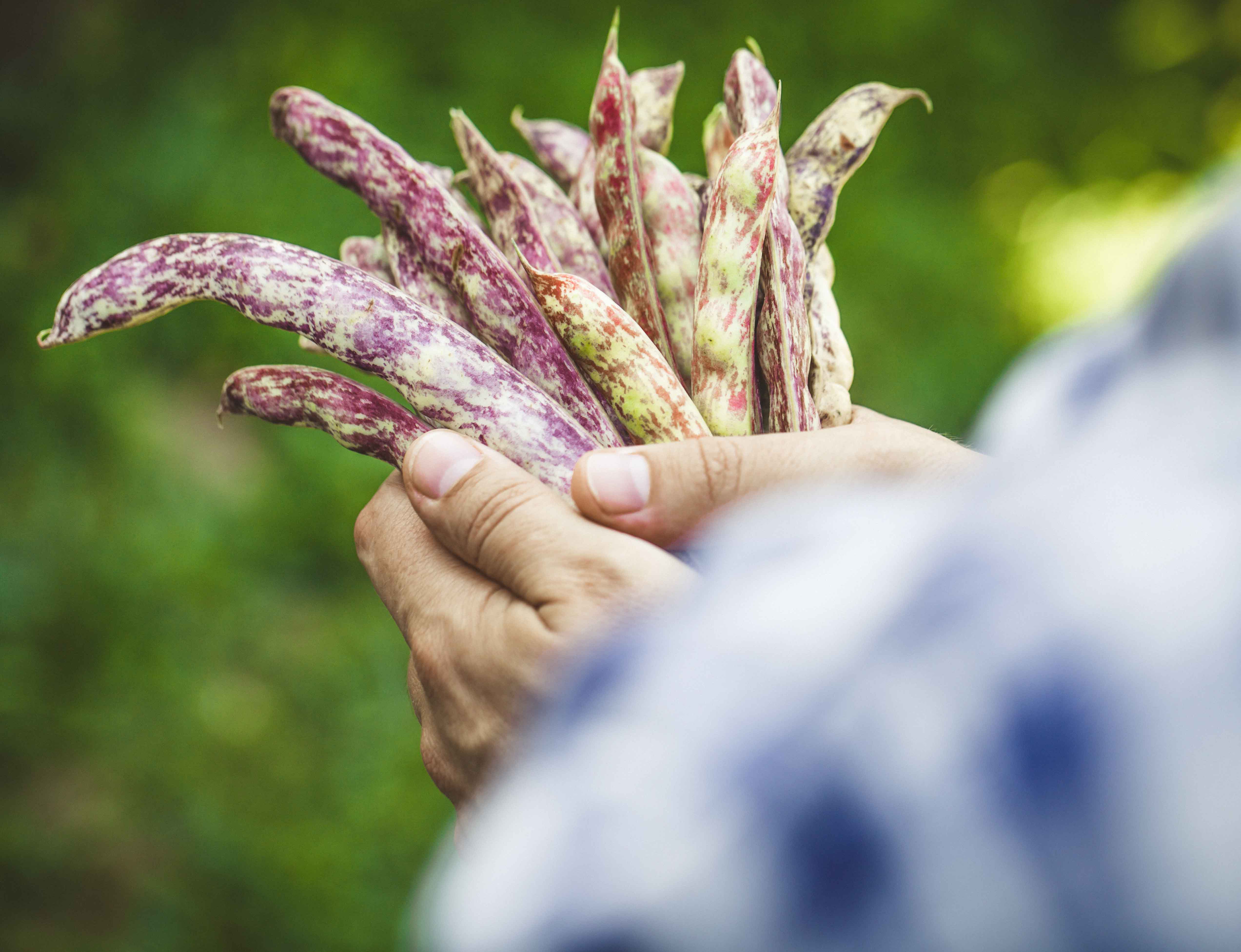 Haricots rames : Plantation, culture et consommation